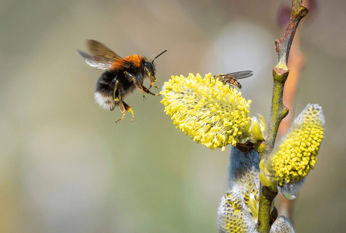 Bumblebees among the trees - Bumblebee Conservation Trust