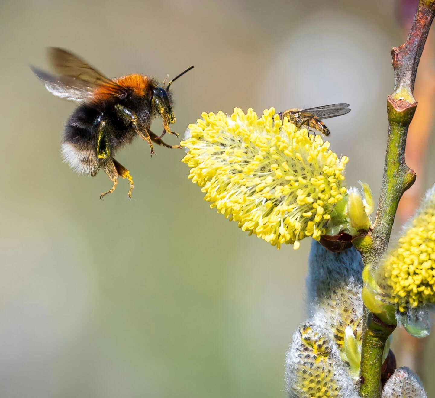 The UK's bumblebees are in crisis - Bumblebee Conservation Trust