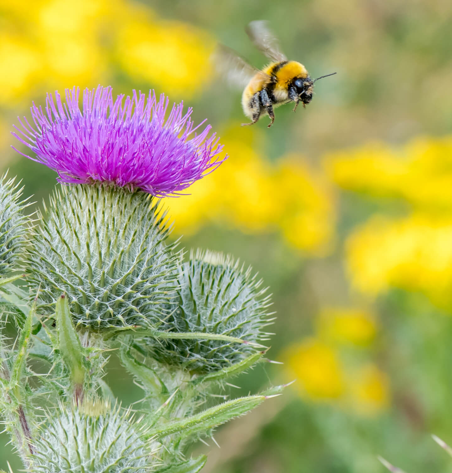 The UK's bumblebees are in crisis - Bumblebee Conservation Trust