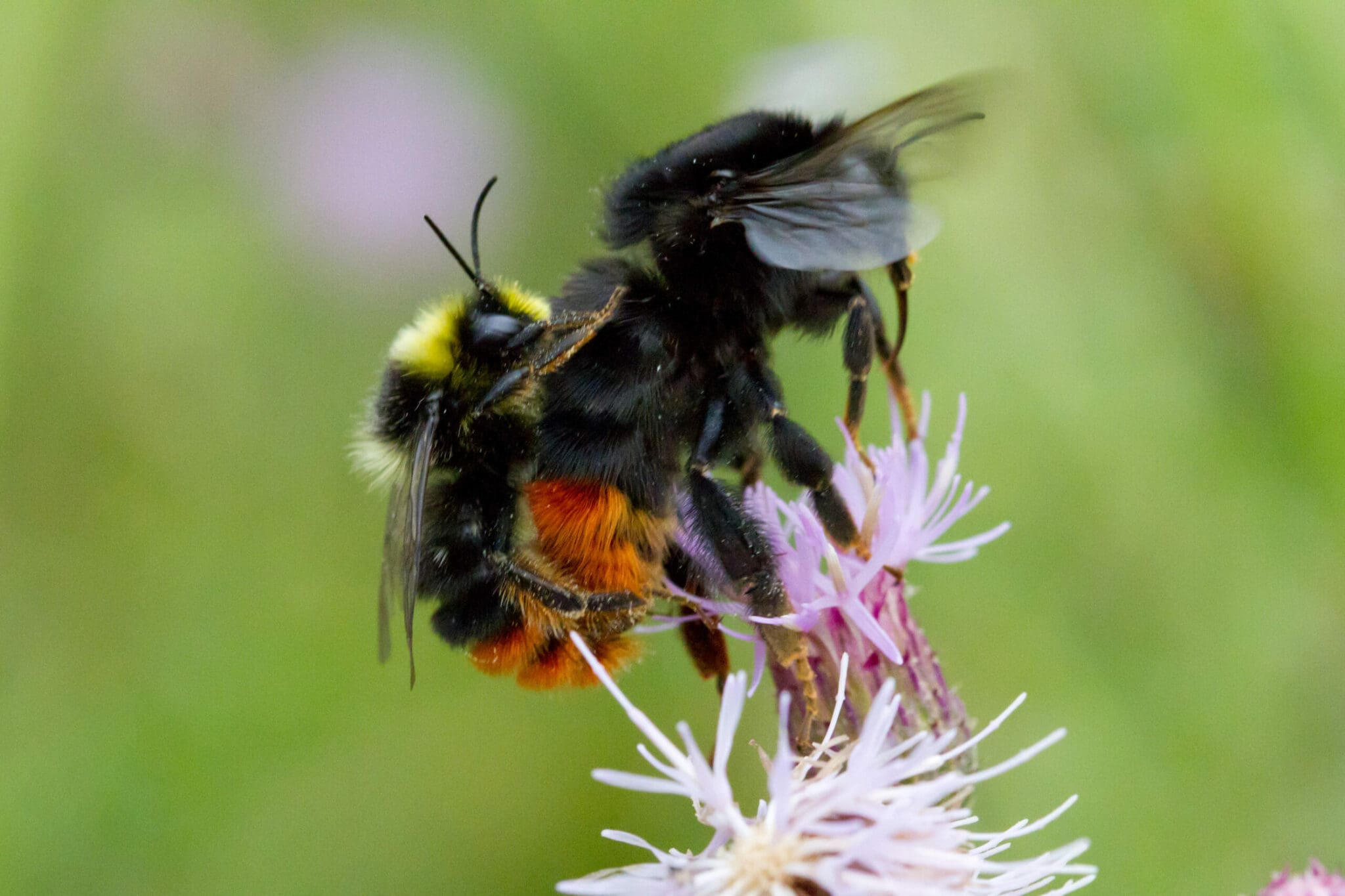 Red-tailed bumblebee - Bumblebee Conservation Trust
