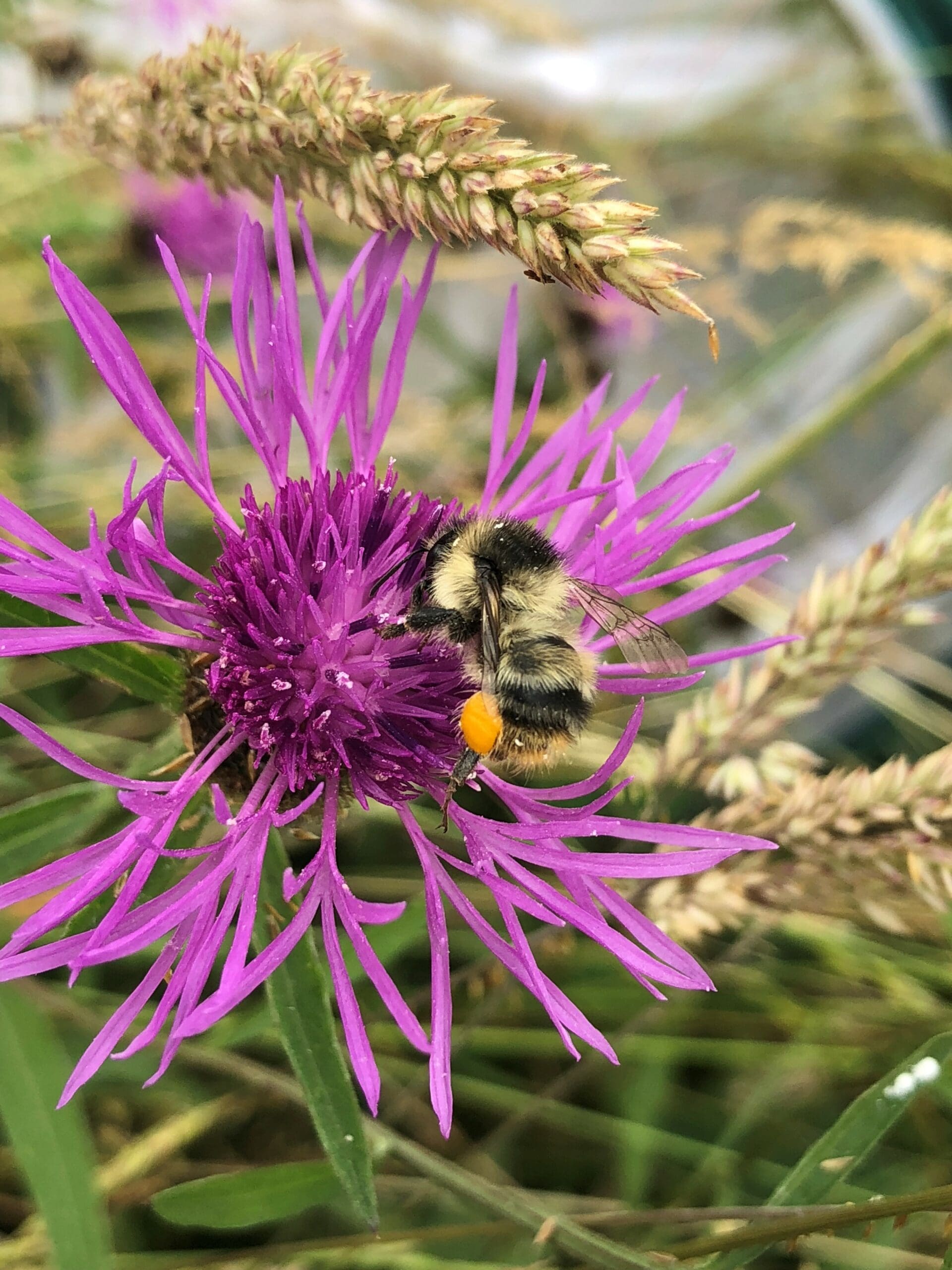 Shrill carder bee champion sites chosen - Bumblebee Conservation Trust