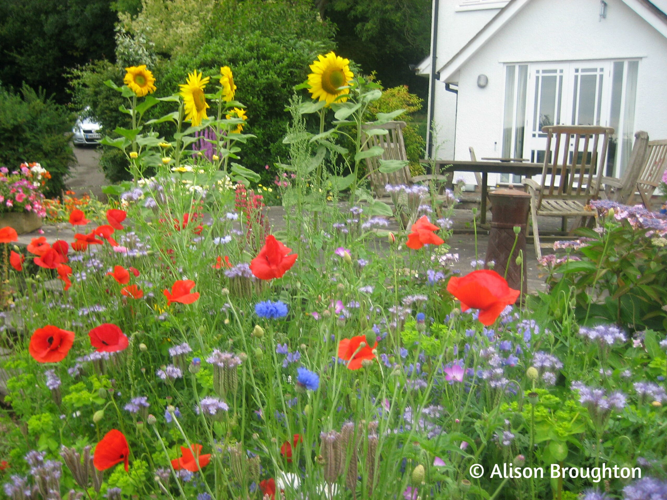 Wildflowers for bees: a beginner's guide to sowing wildflower seed in spring - Bumblebee ...