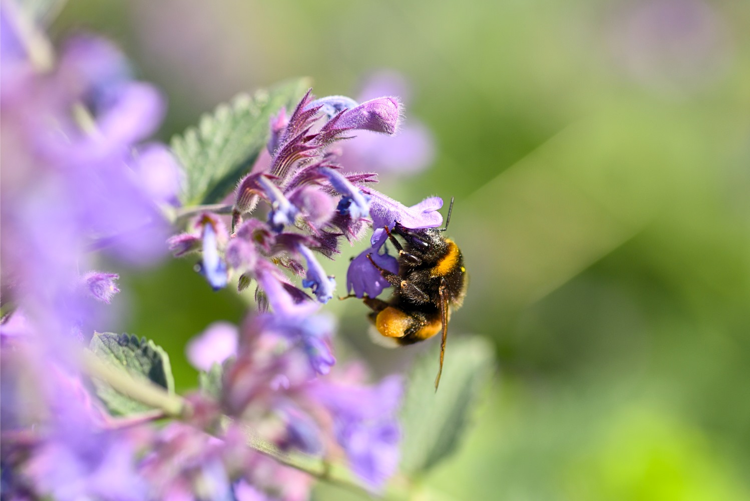 Beginners - Bumblebee Conservation Trust