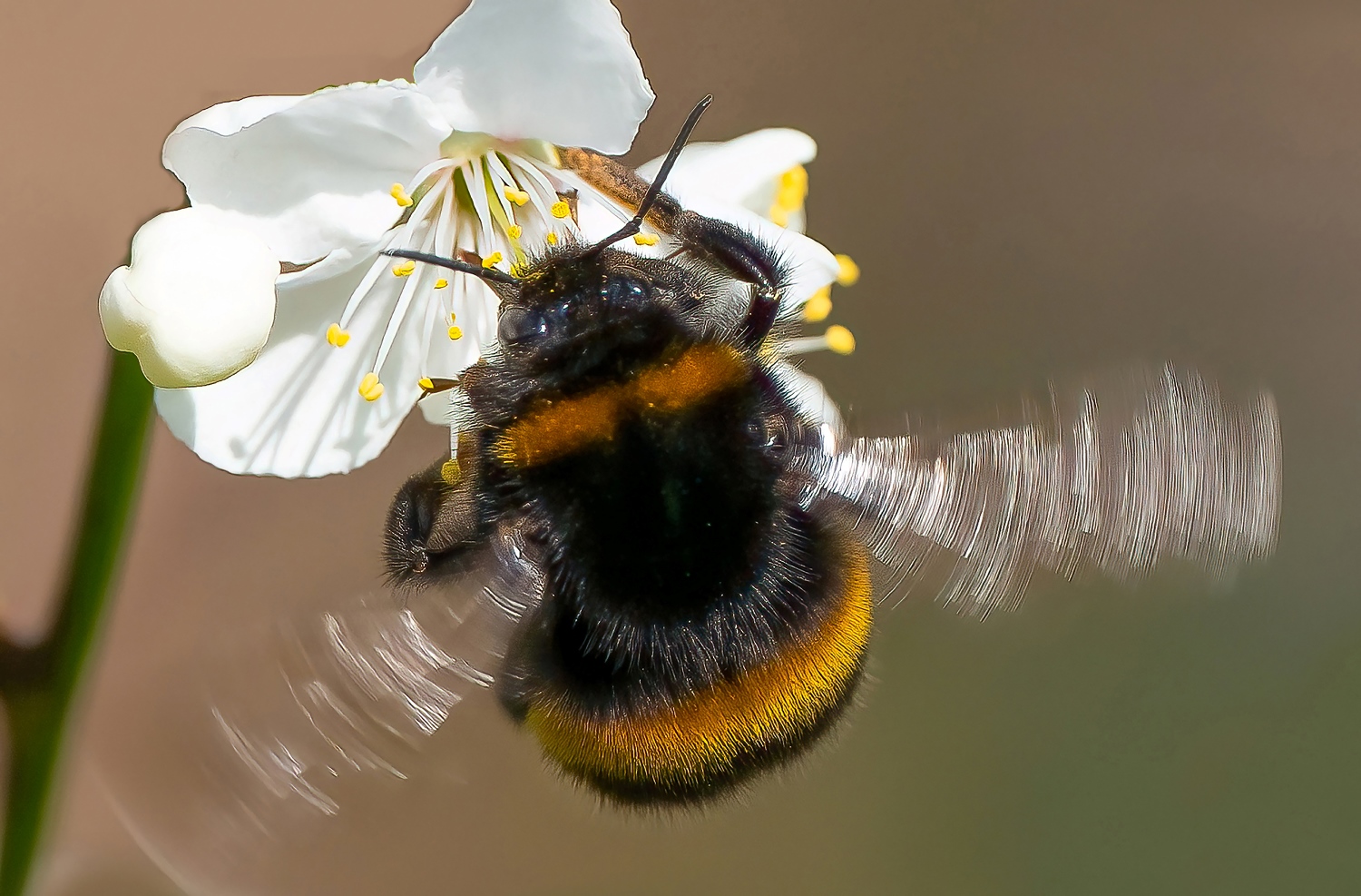 What eats bumblebees? - Bumblebee Conservation Trust