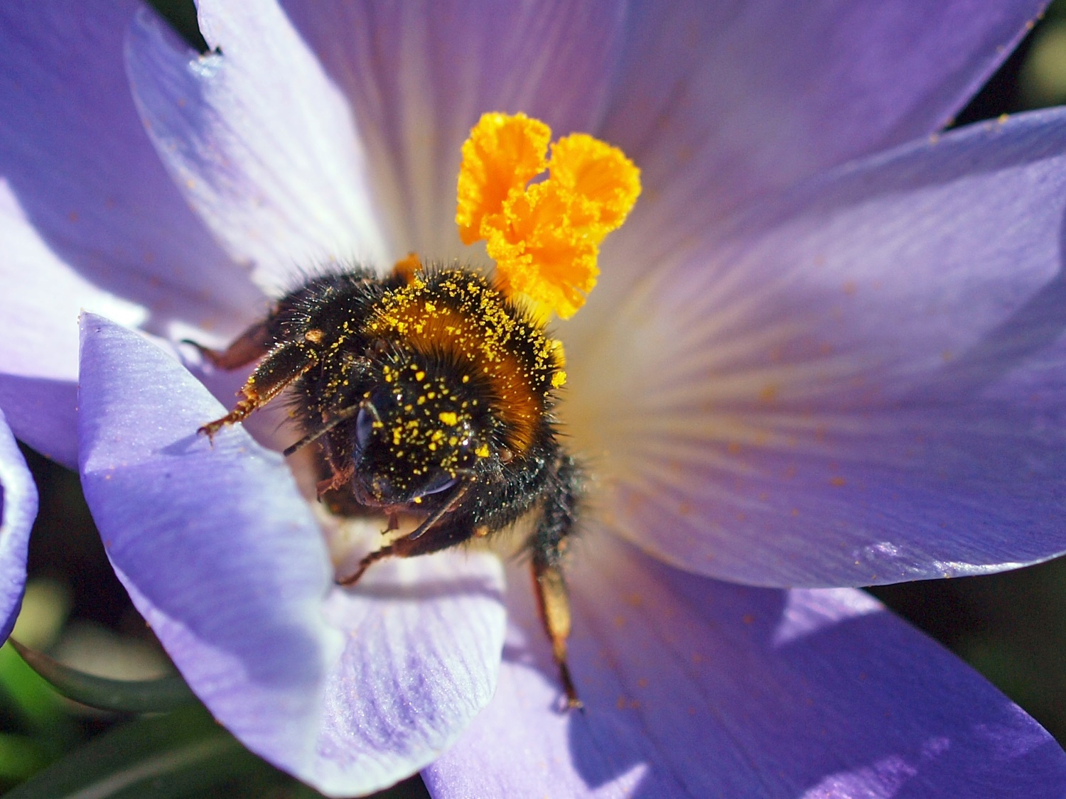 The UK's bumblebees are in crisis - Bumblebee Conservation Trust