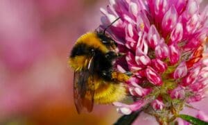 Great Yellow bumblebee - Bumblebee Conservation Trust
