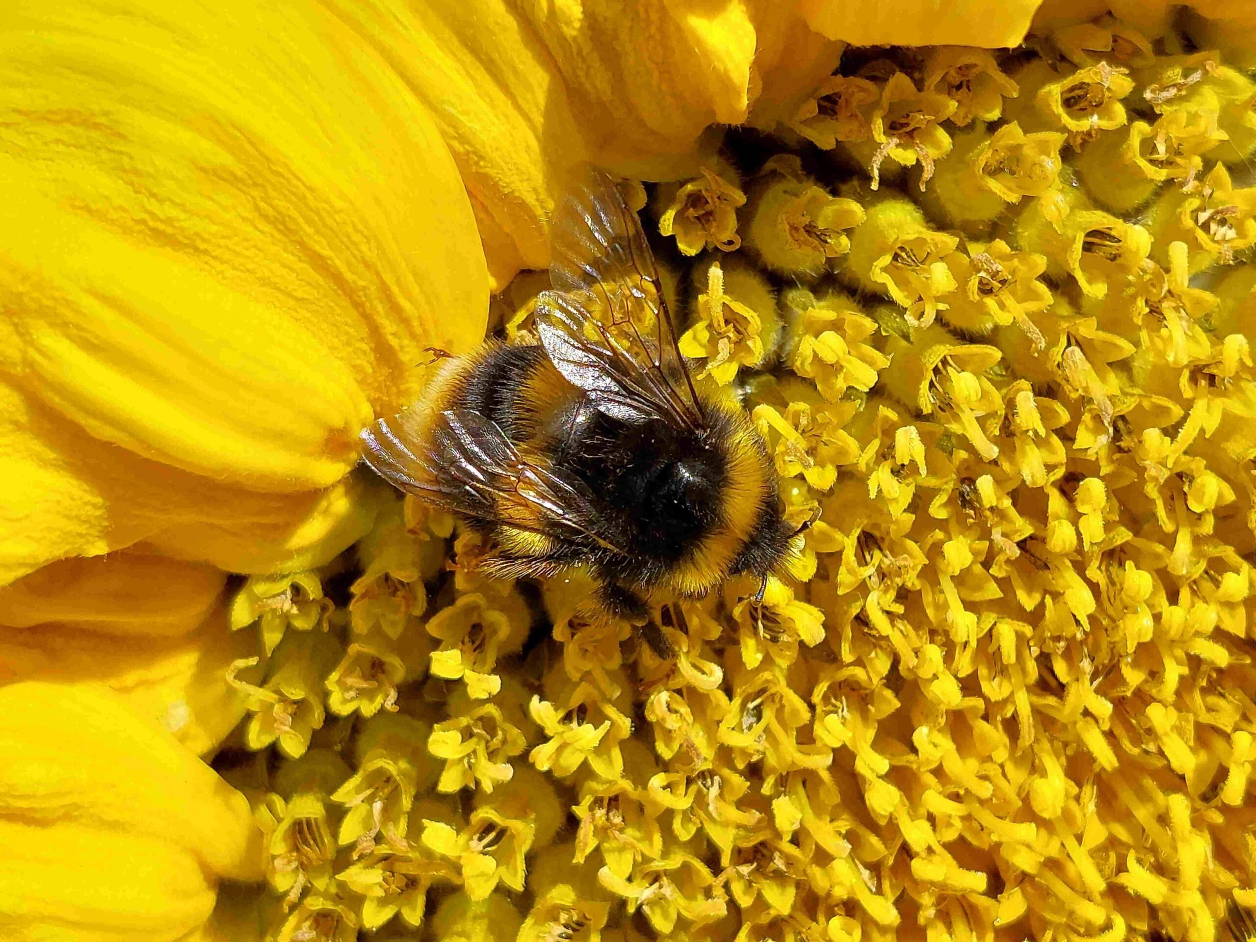 How are the bees doing? - Bumblebee Conservation Trust