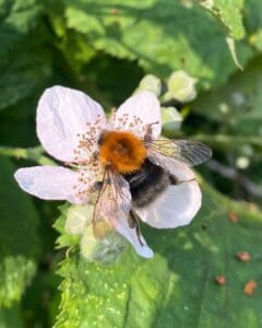 Tree bumblebee - Bumblebee Conservation Trust
