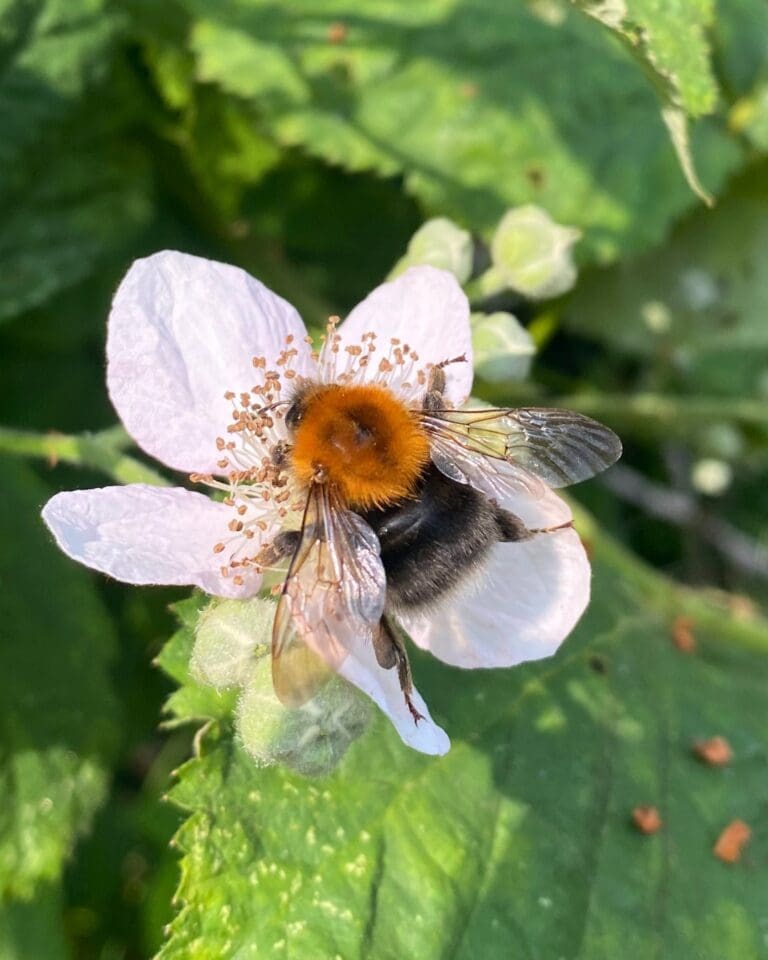 What is the Bumblebee Conservation Trust - Bumblebee Conservation Trust