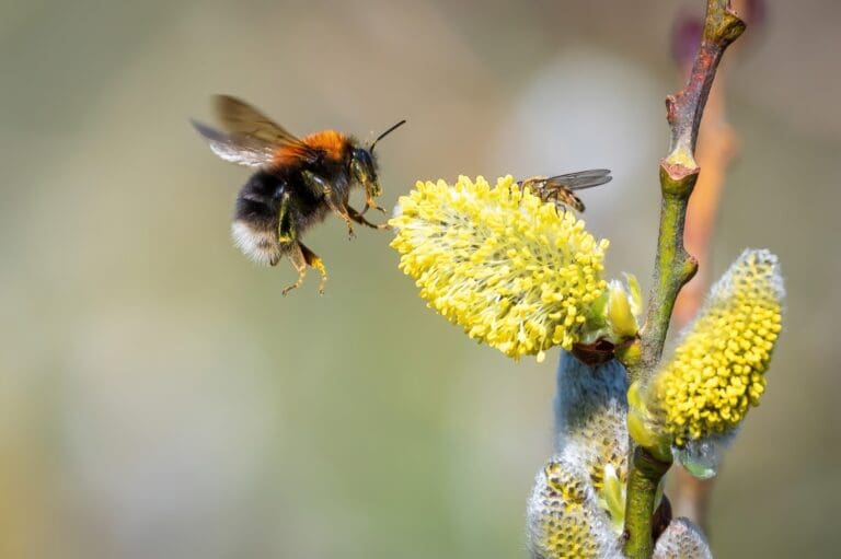Tree bumblebee - Bumblebee Conservation Trust