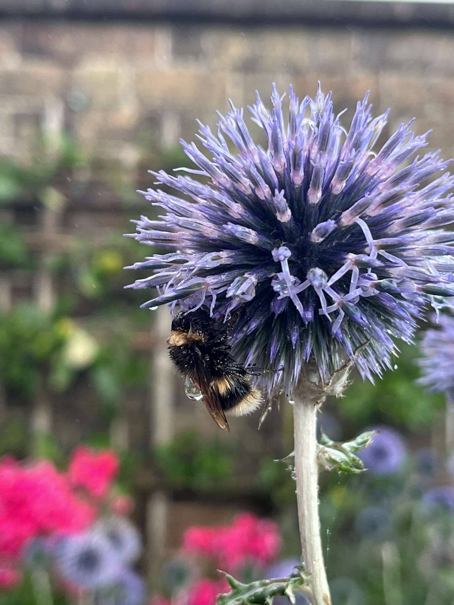 I’ve found a stranded bumblebee in bad weather, how can I help it ...