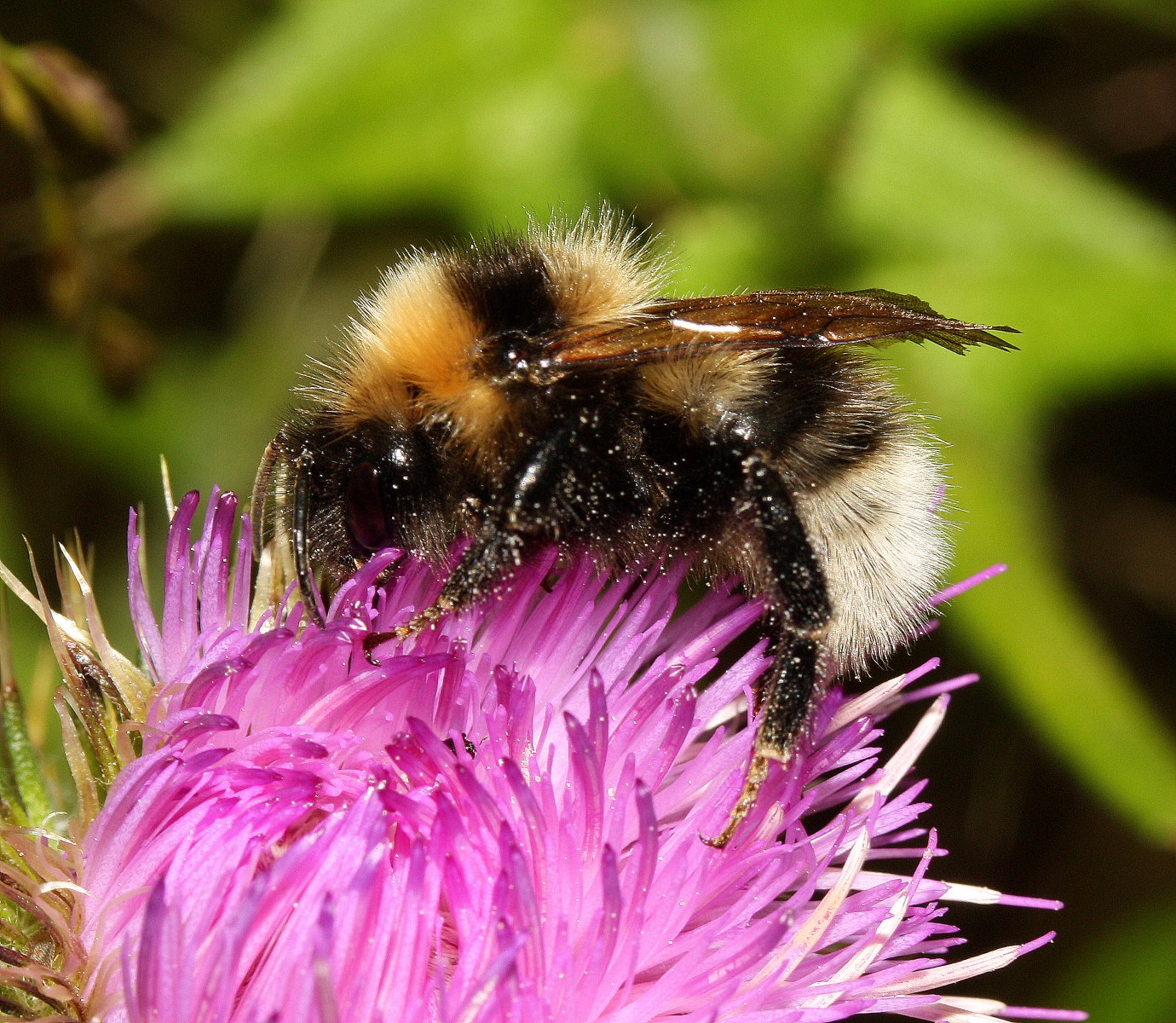 Barbut’s cuckoo bumblebee - Bumblebee Conservation Trust
