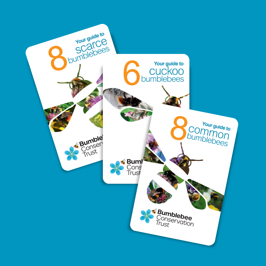 Donate - Bumblebee Conservation Trust