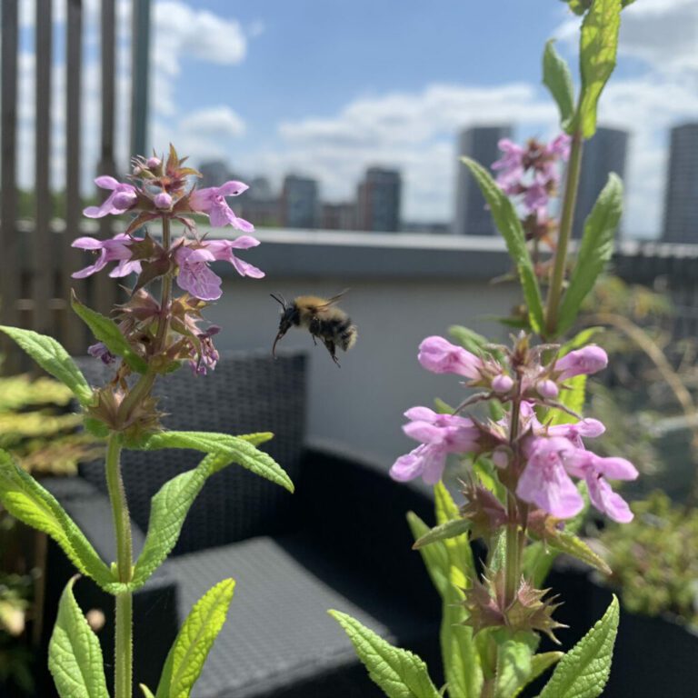 Pond plants for bumblebees ... on my roof terrace! - Bumblebee ...