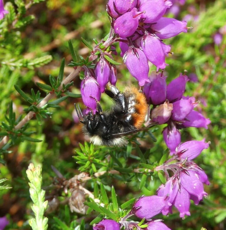 Bilberry bumblebee - Bumblebee Conservation Trust