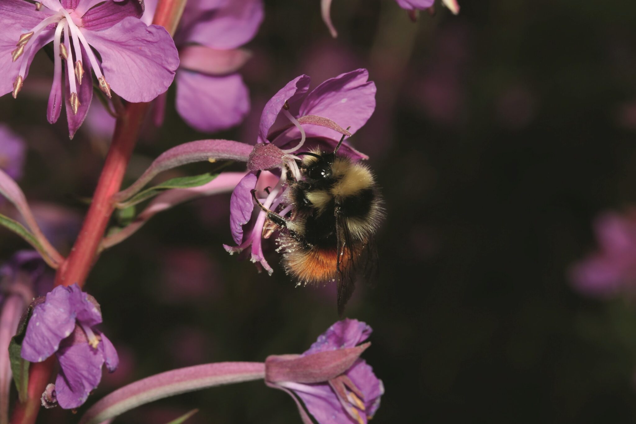 What does a changing climate mean for the UK’s bumblebees? - Bumblebee ...