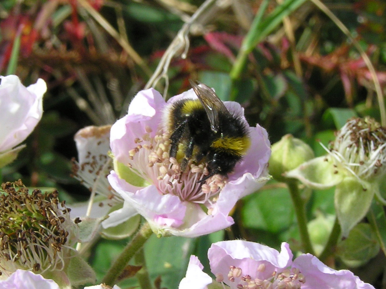 Broken-belted bumblebee - Bumblebee Conservation Trust