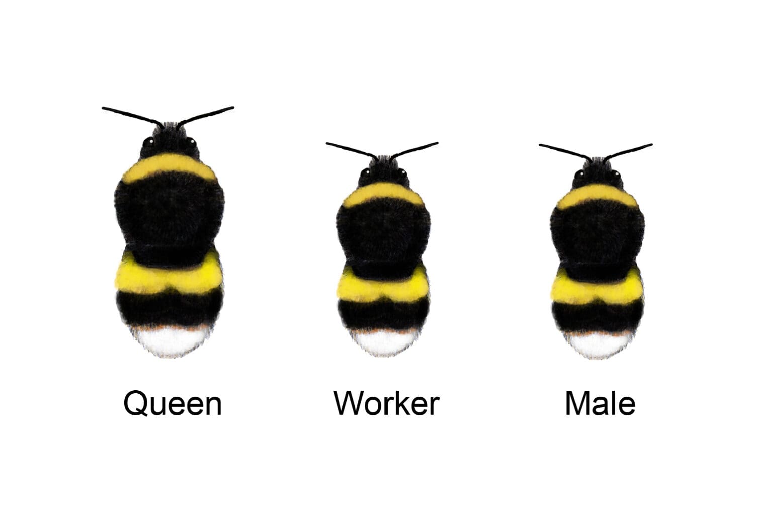 Bumblebee species guide - Bumblebee Conservation Trust