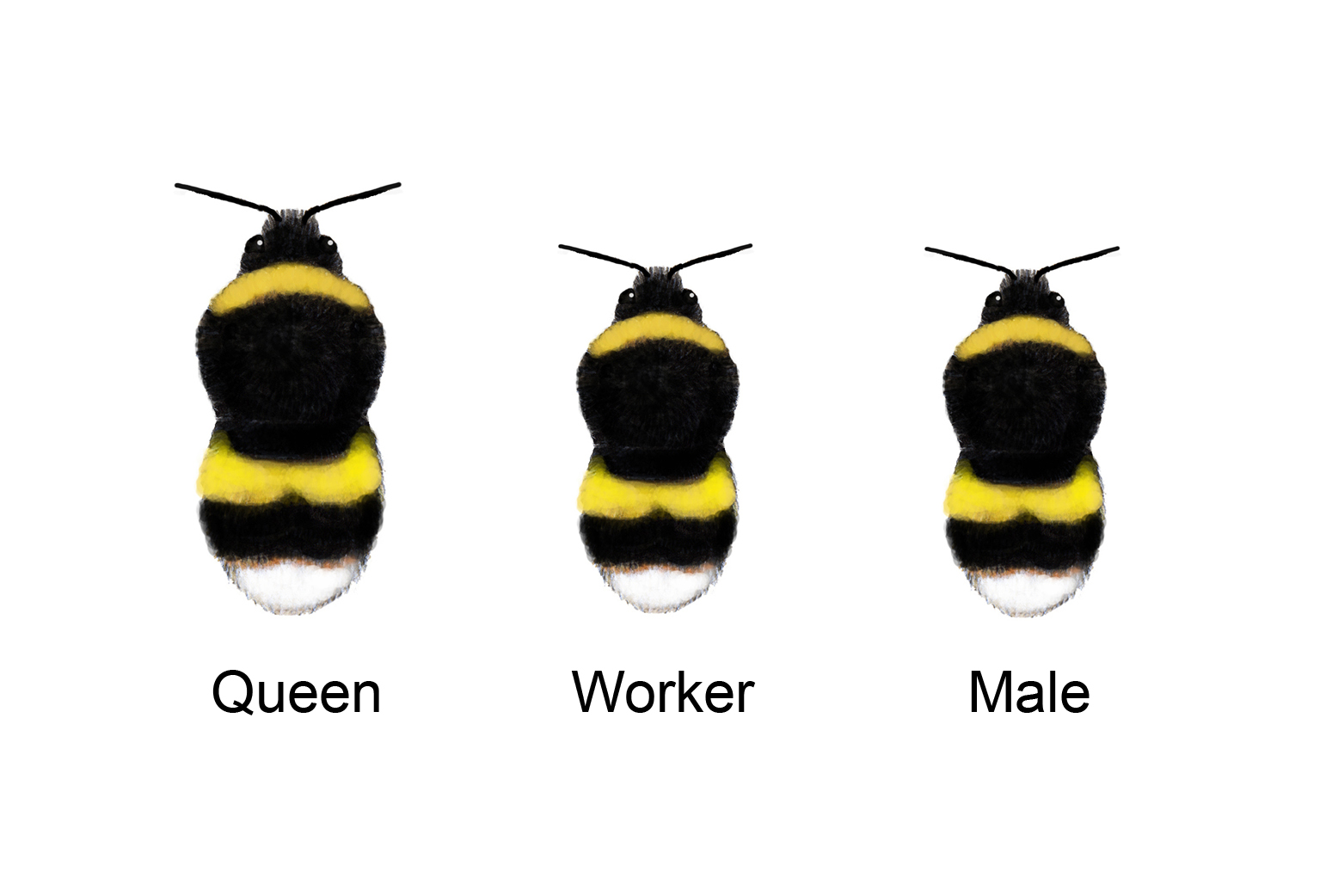 Bumblebee species guide - Bumblebee Conservation Trust