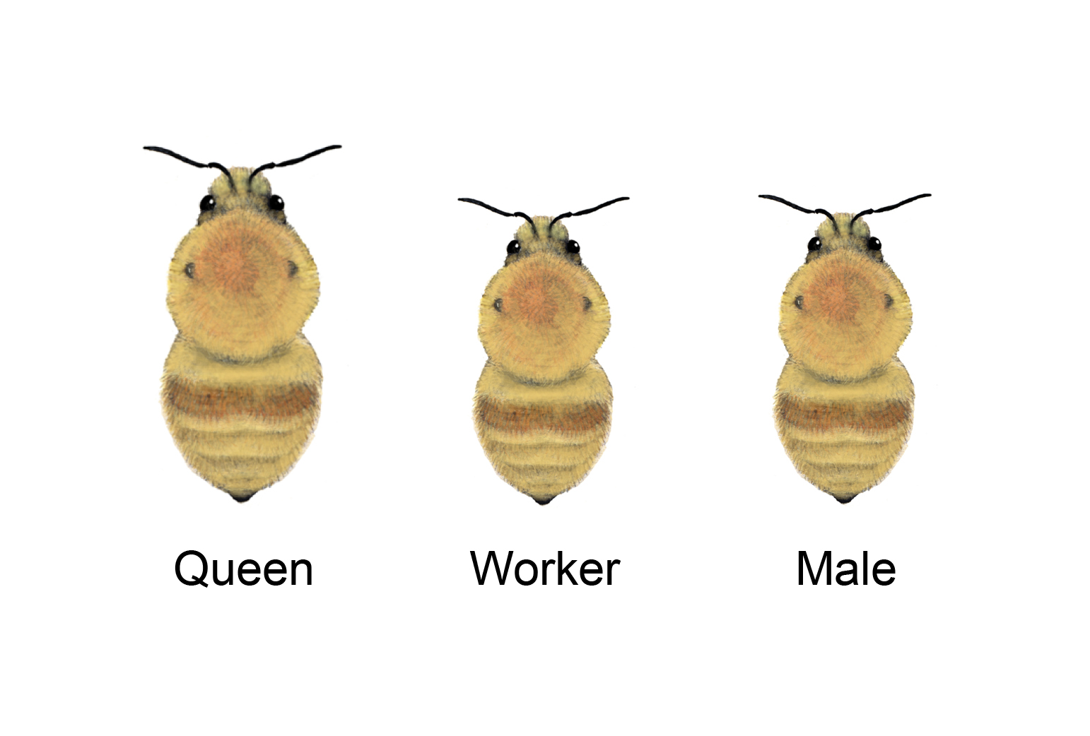 Brown-banded carder bumblebee - Bumblebee Conservation Trust