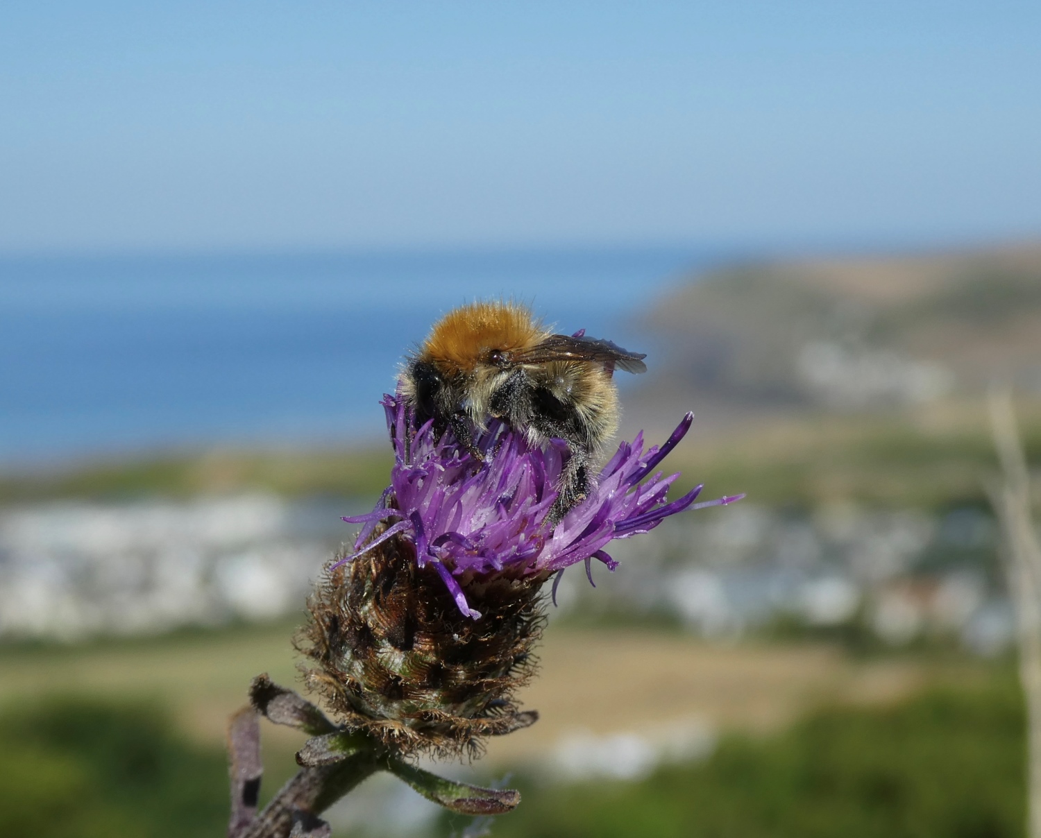 Brown-banded carder bumblebee - Bumblebee Conservation Trust