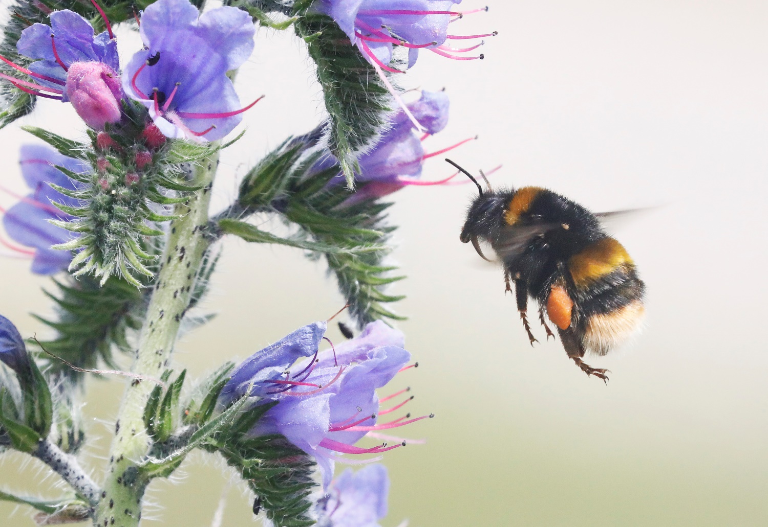 Bee the change - Bumblebee Conservation Trust