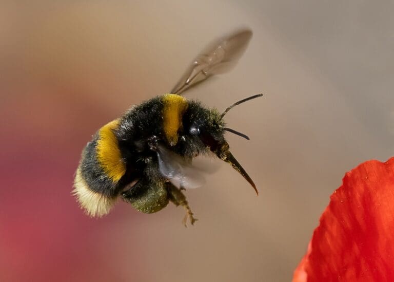 Bumblebee surveying and monitoring - Bumblebee Conservation Trust