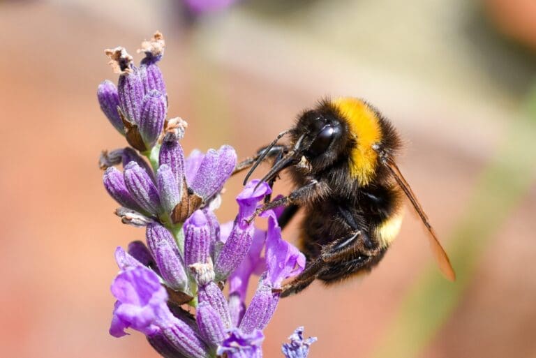 What is ‘Buzz pollination’? - Bumblebee Conservation Trust
