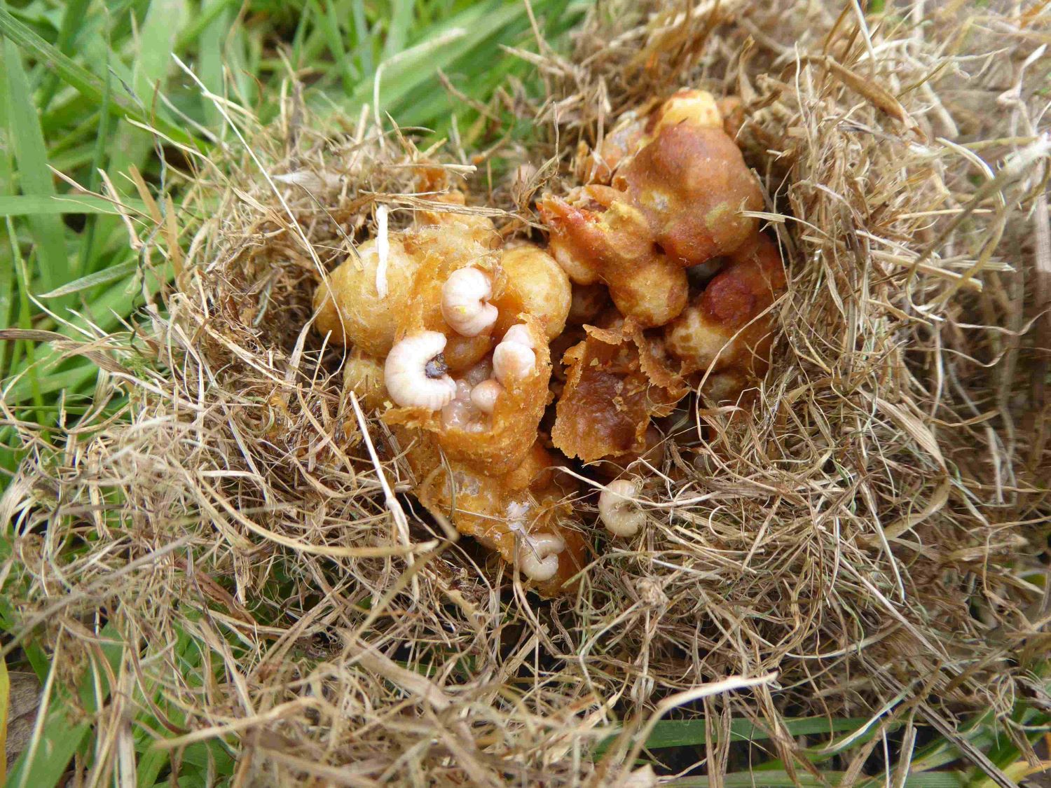 Bumblebee nests - Bumblebee Conservation Trust