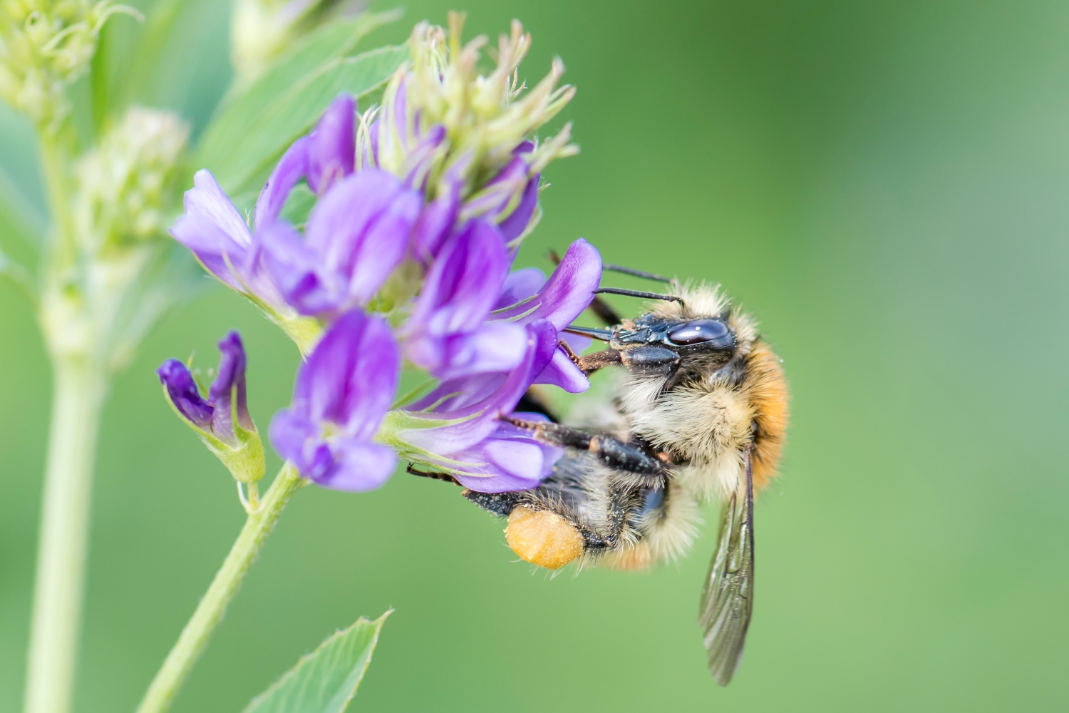 Common carder bumblebee - Bumblebee Conservation Trust