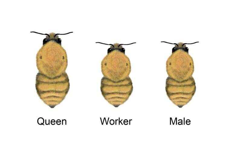 Bumblebee species guide - Bumblebee Conservation Trust