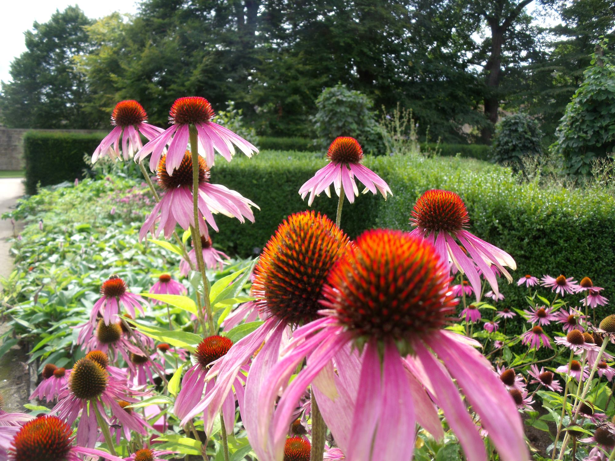 June planting guide - Bumblebee Conservation Trust
