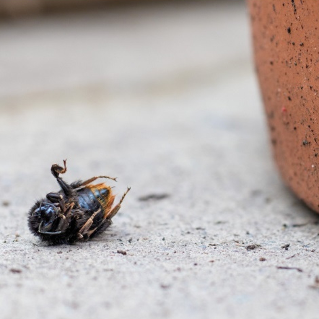 I’ve found a dead bumblebee - Bumblebee Conservation Trust