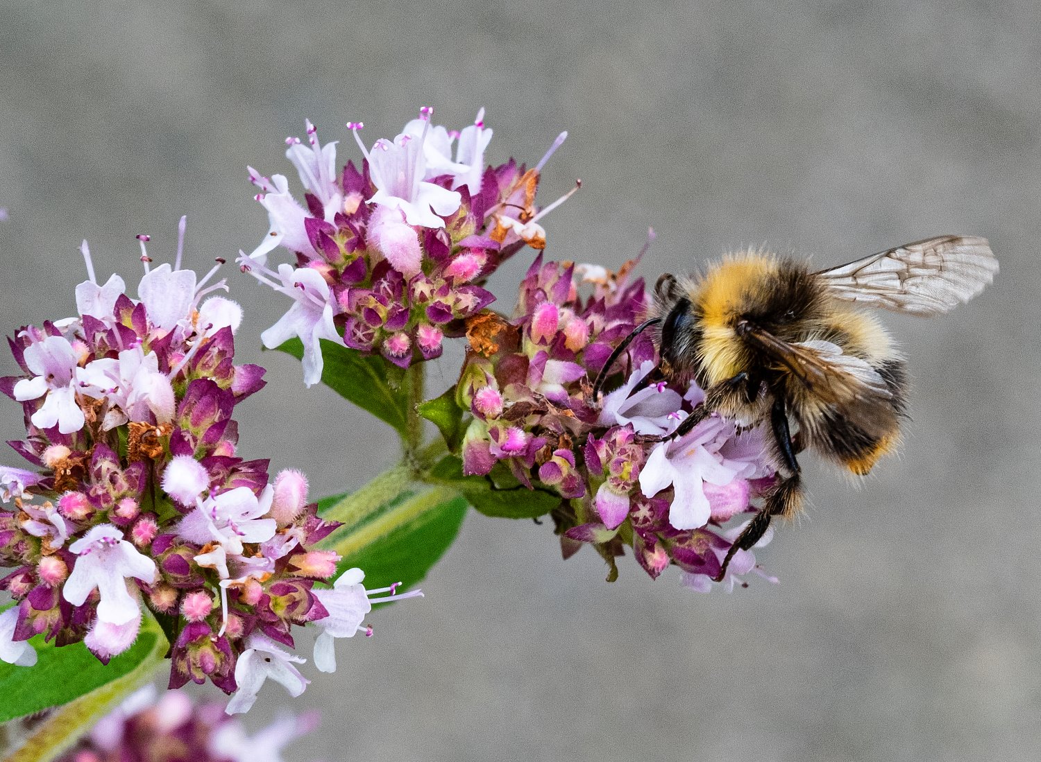 Early bumblebee - Bumblebee Conservation Trust