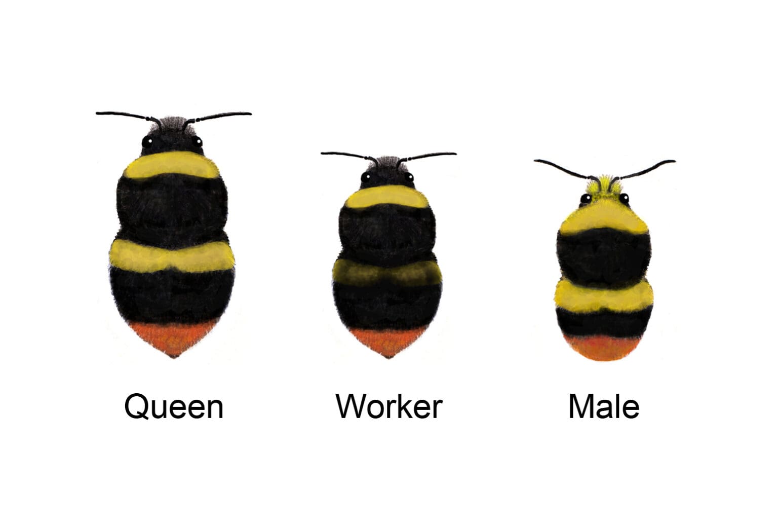 Bumblebee species guide - Bumblebee Conservation Trust