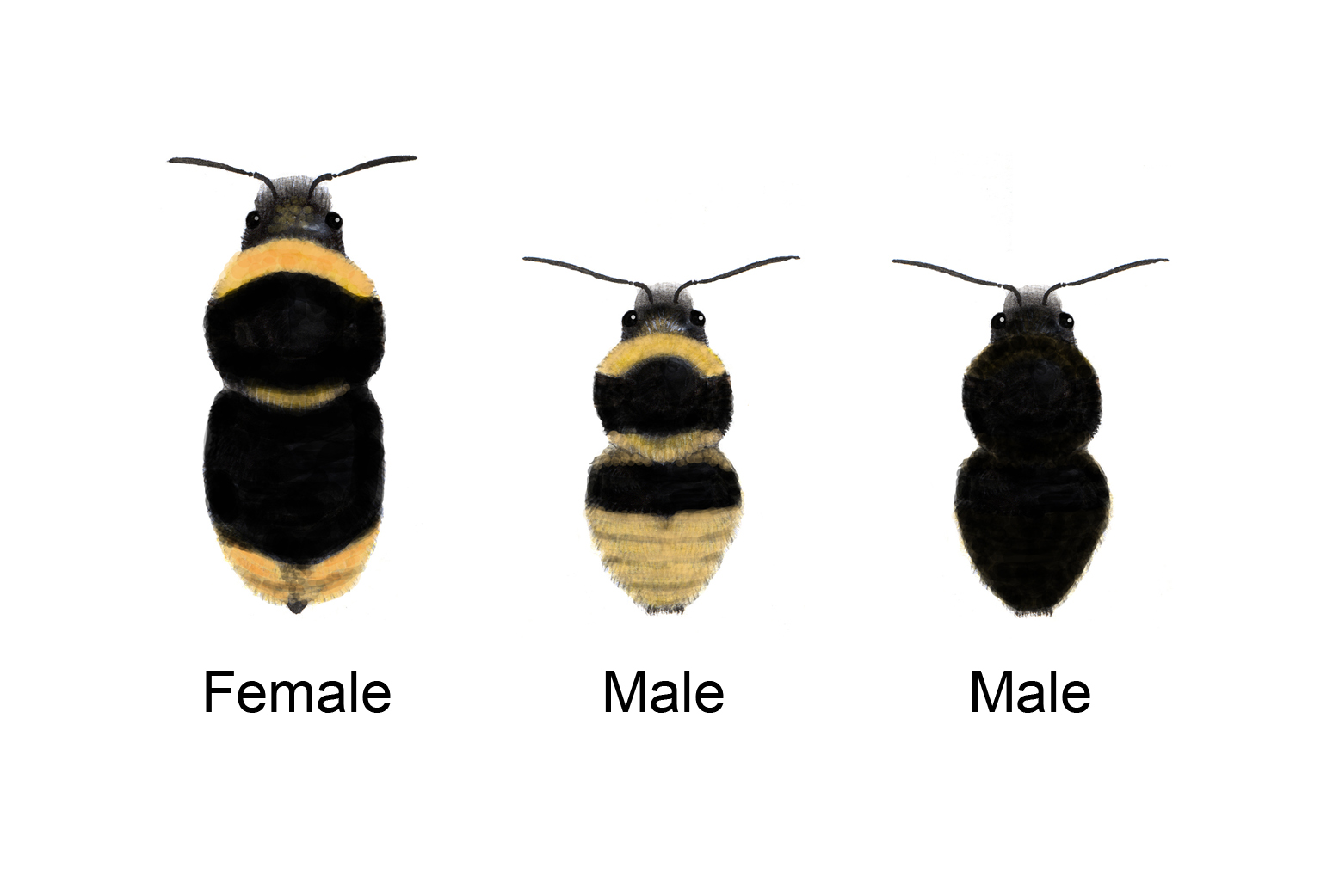 Bumblebee species guide - Bumblebee Conservation Trust