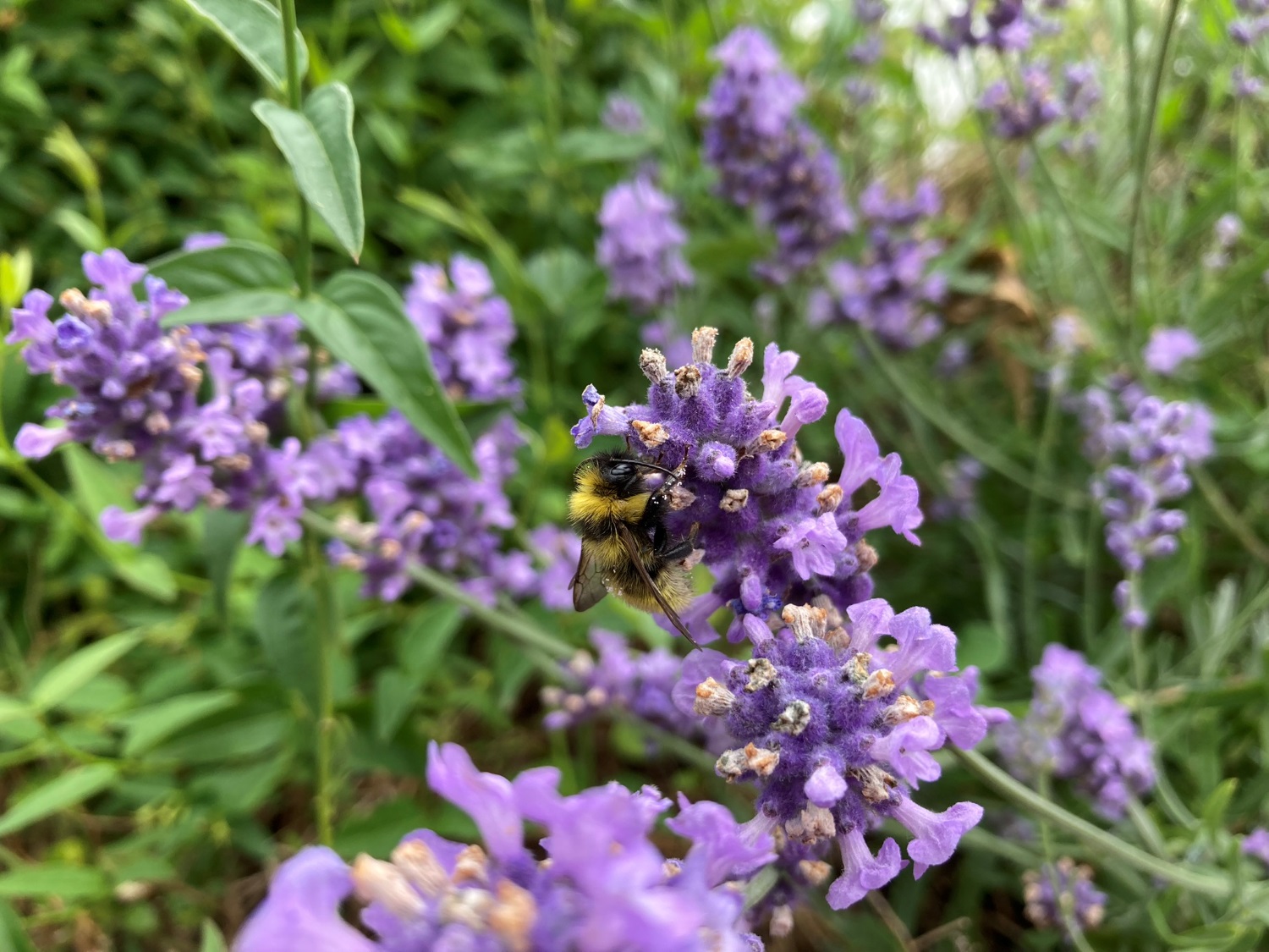 Field cuckoo bumblebee - Bumblebee Conservation Trust