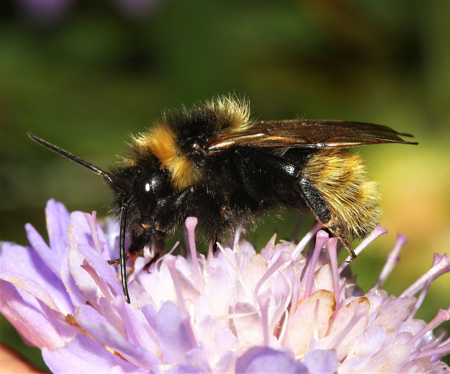 Bees in disguise: the "black bumblebee” - Bumblebee Conservation Trust
