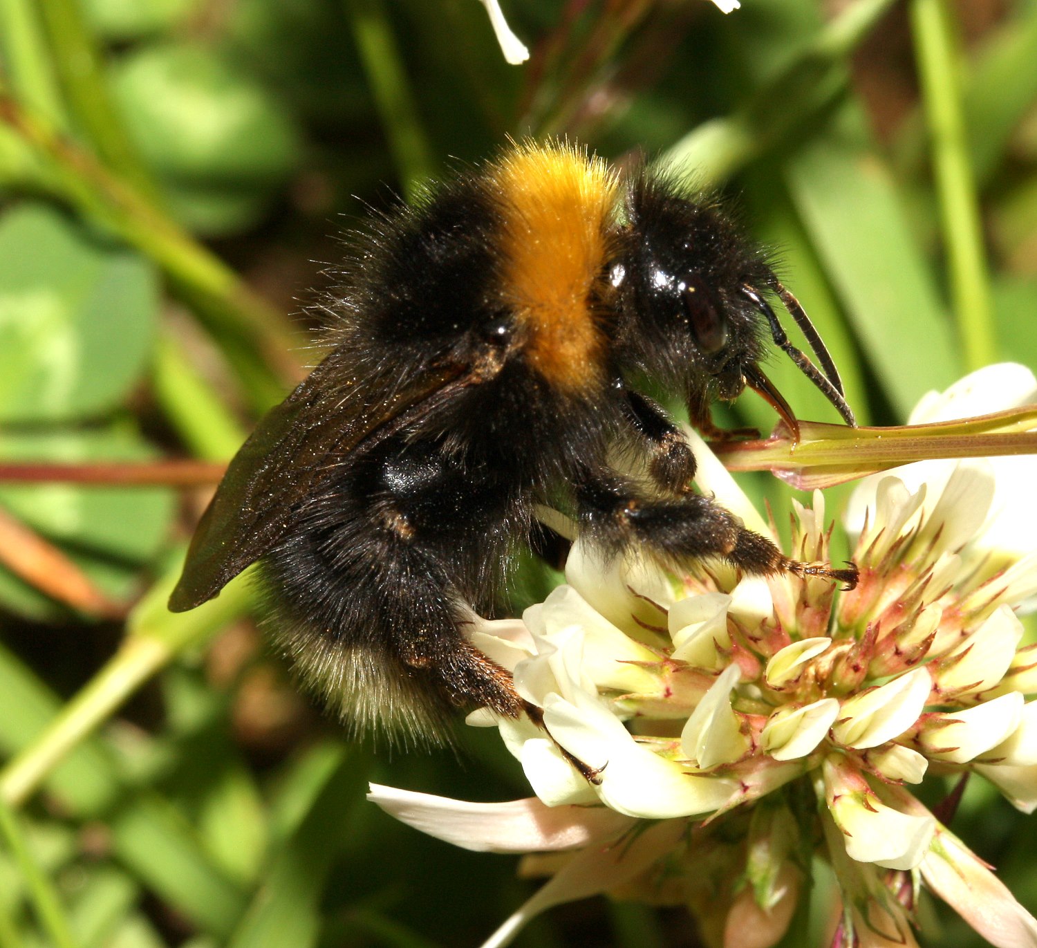 Forest cuckoo bumblebee - Bumblebee Conservation Trust