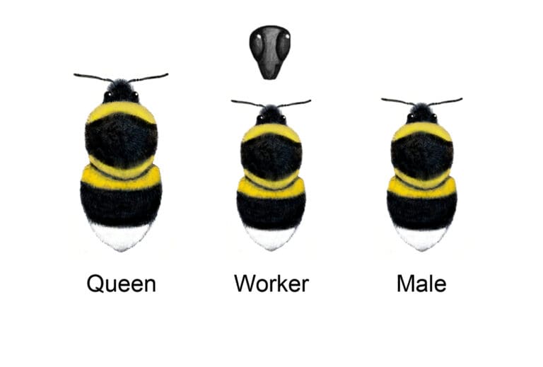 Bumblebee species guide - Bumblebee Conservation Trust