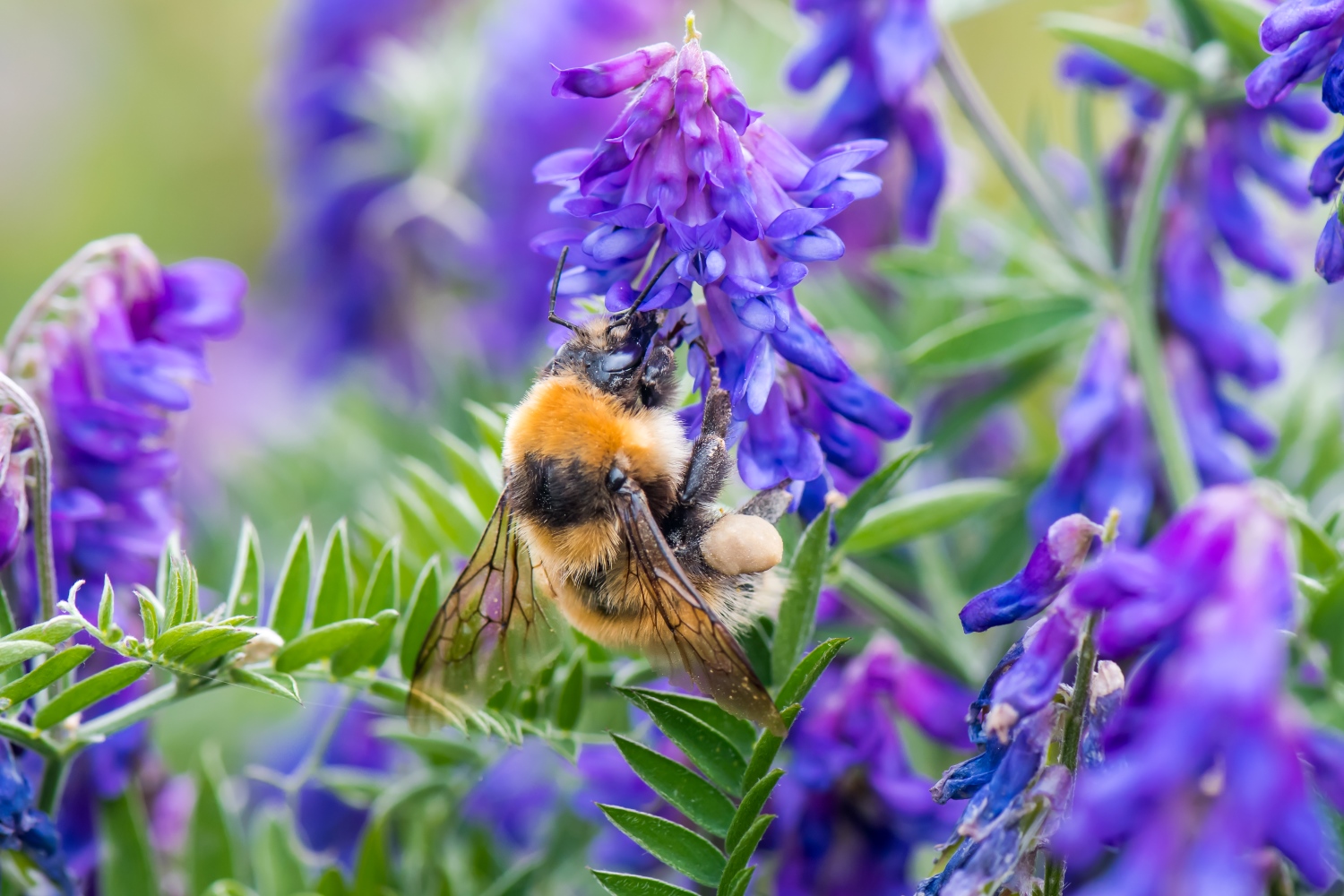 Bumblebee surveying and monitoring - Bumblebee Conservation Trust