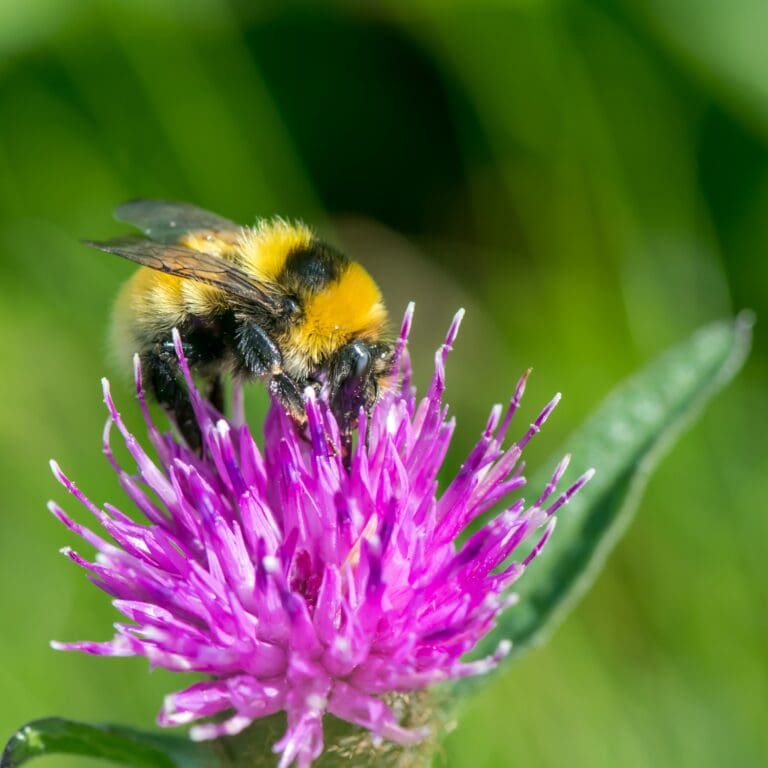 Great Yellow bumblebee - Bumblebee Conservation Trust