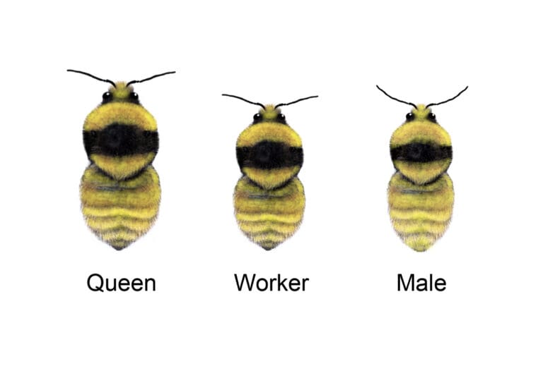 Bumblebee species guide - Bumblebee Conservation Trust