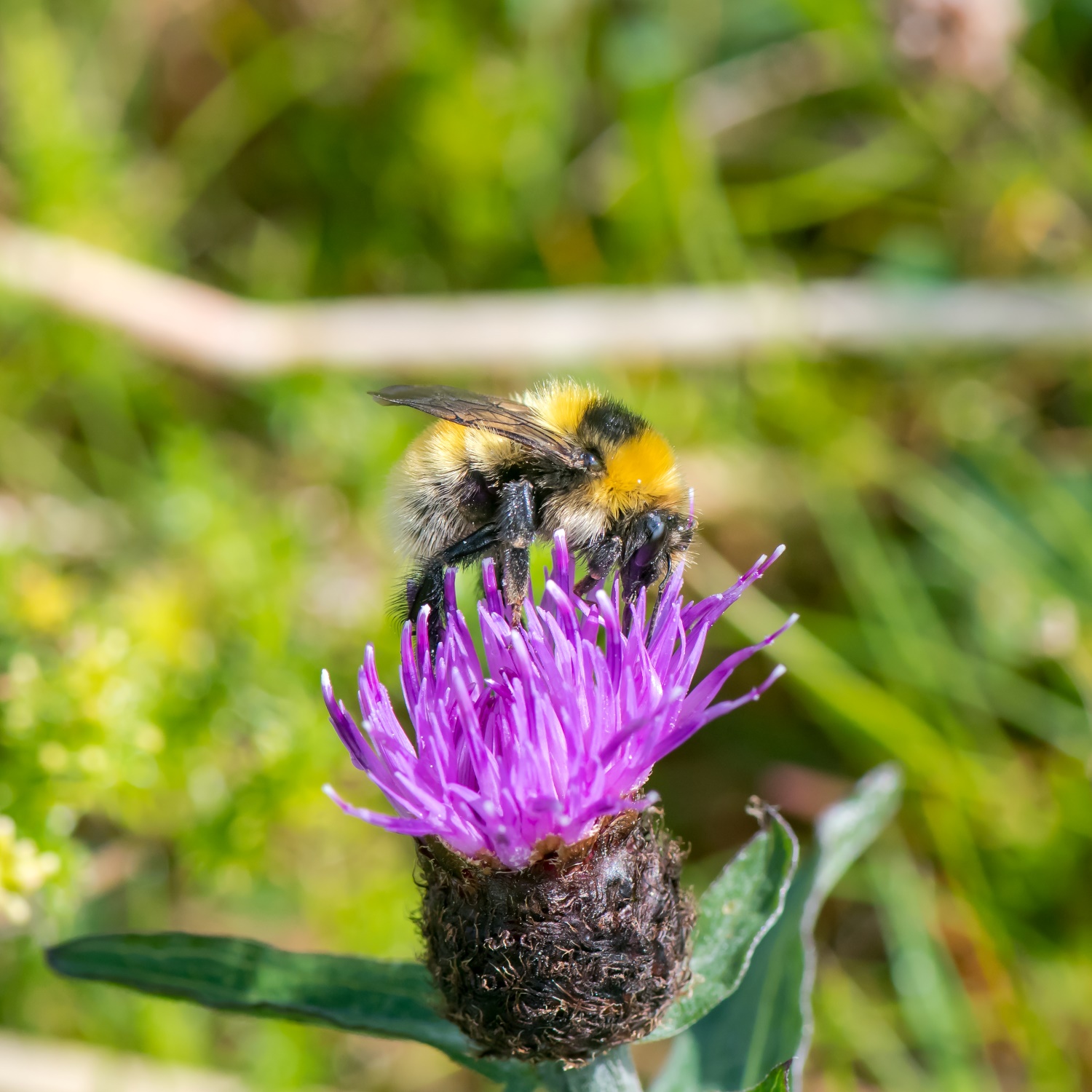 The Bumblebee Conservation Trust's past projects - Bumblebee ...