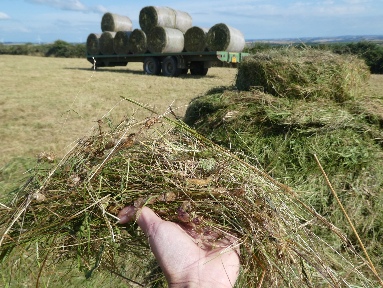 New pesticide position statement - Bumblebee Conservation Trust