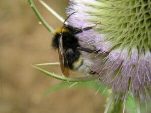 Gypsy cuckoo bumblebee - Bumblebee Conservation Trust