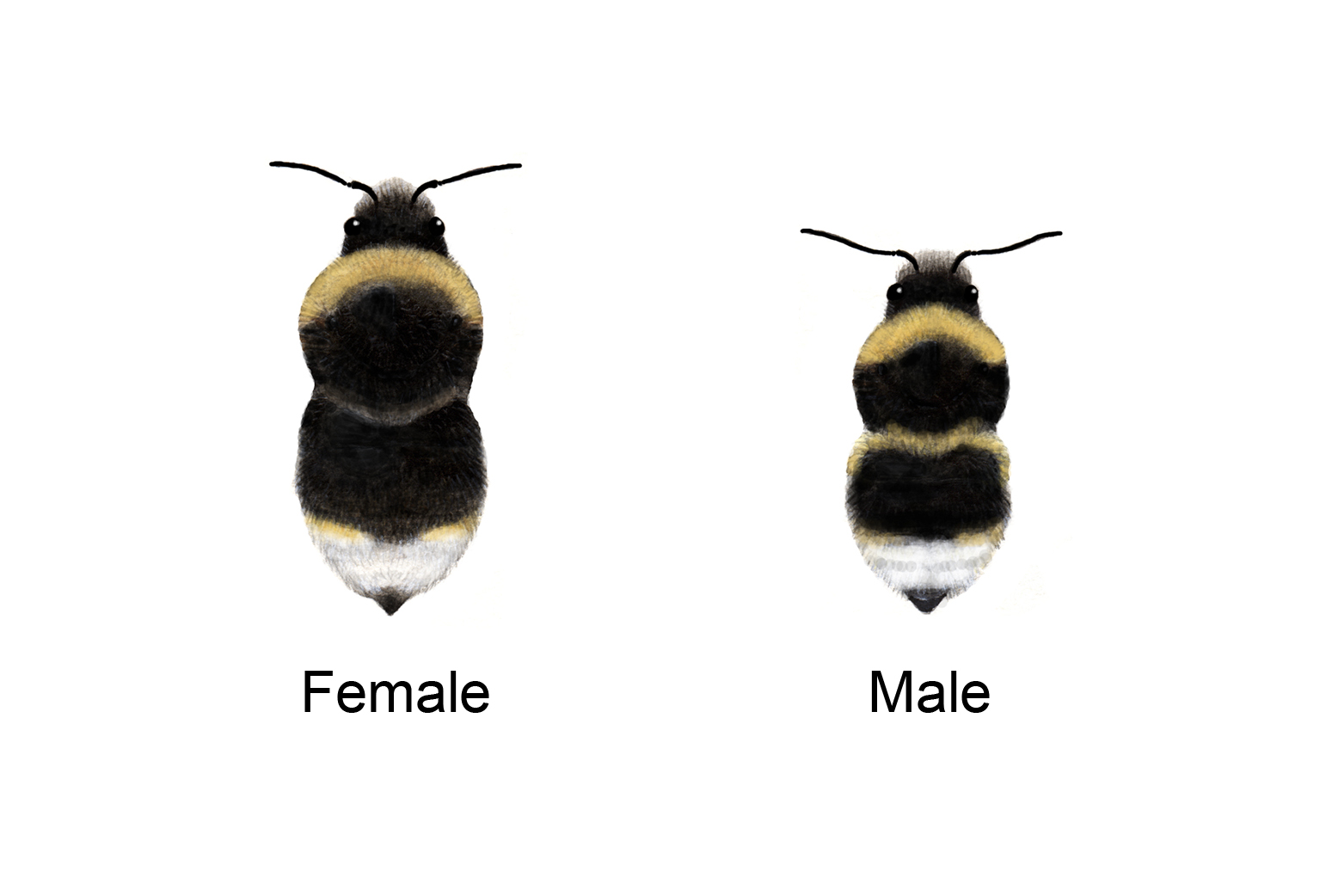 Bumblebee species guide - Bumblebee Conservation Trust