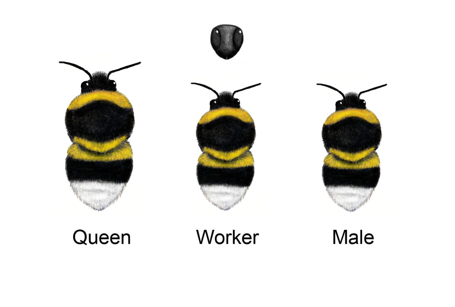 Bumblebee species guide - Bumblebee Conservation Trust