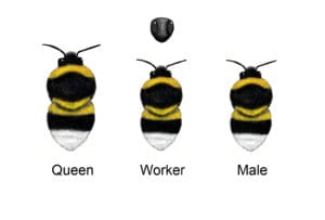 Bumblebee species guide - Bumblebee Conservation Trust