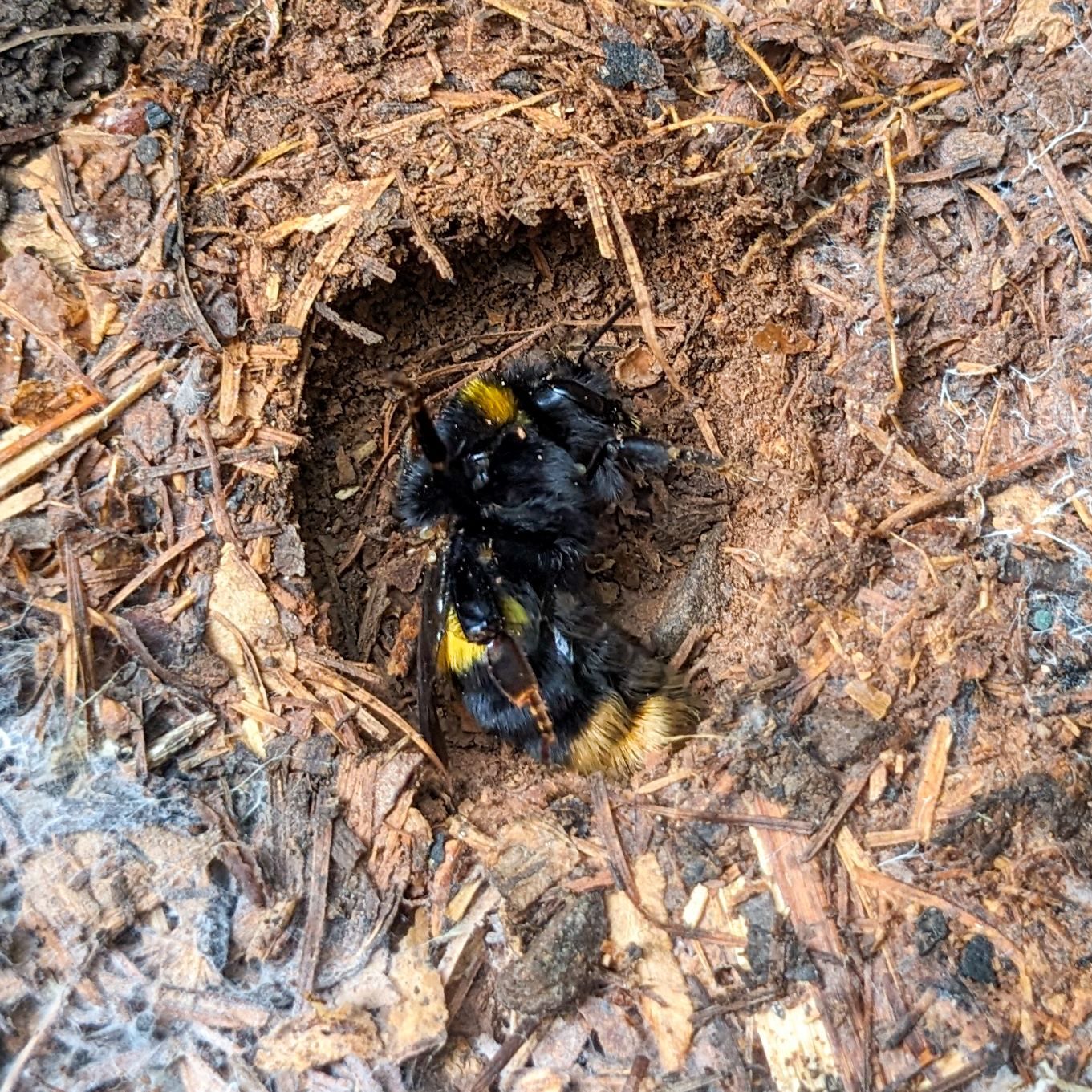 Bumble Bee Queen Size